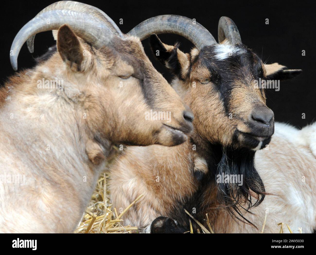 WEST AFRICAN PYGMY GOATS , BIRDWORLD, FARNHAM, SURREY. PIC MIKE WALKER ...
