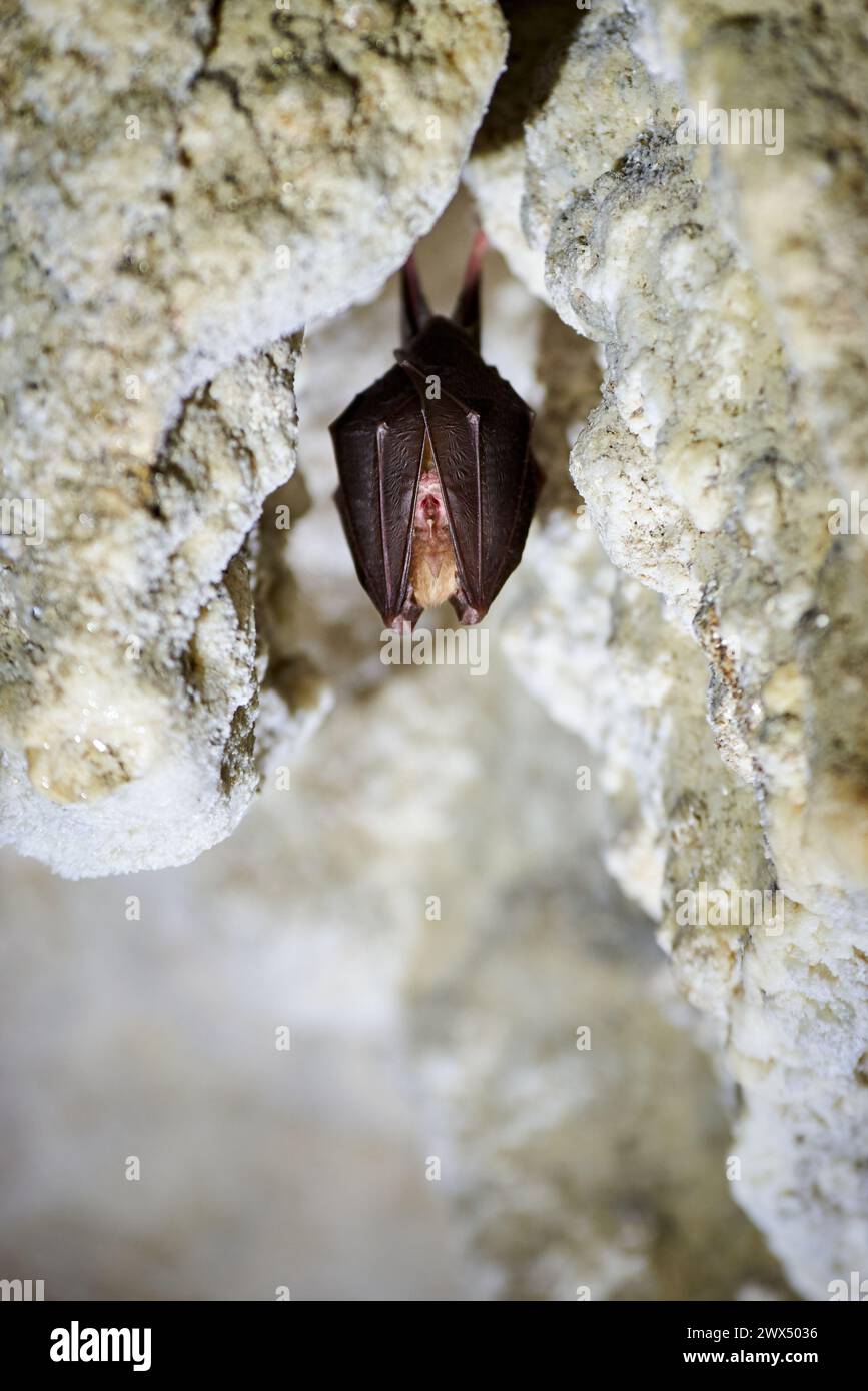 Lesser horseshoe bat hanging in a cave (Rhinolophus hipposideros Stock ...