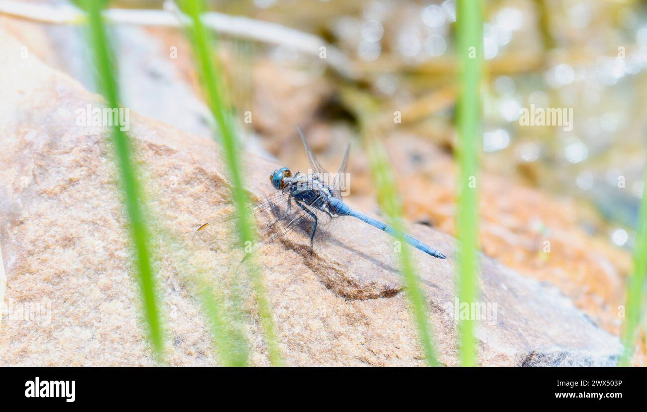 A blue epaulet skimmer Orthetrum chrysostigma dragonfly sitting on top ...