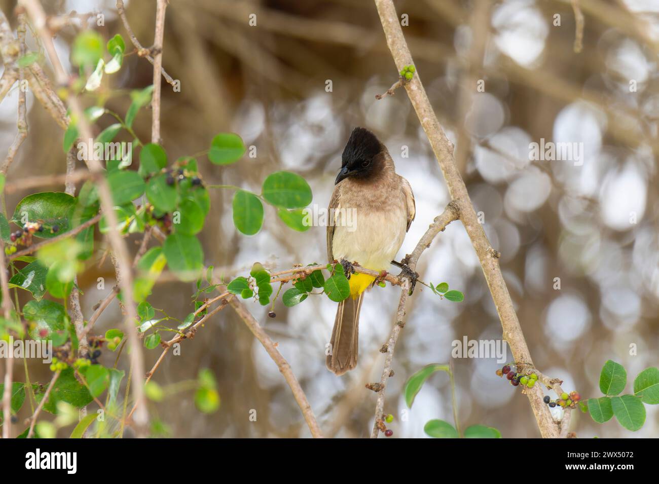 A common bulbul Pycnonotus barbatus perched on a tree branch in South ...