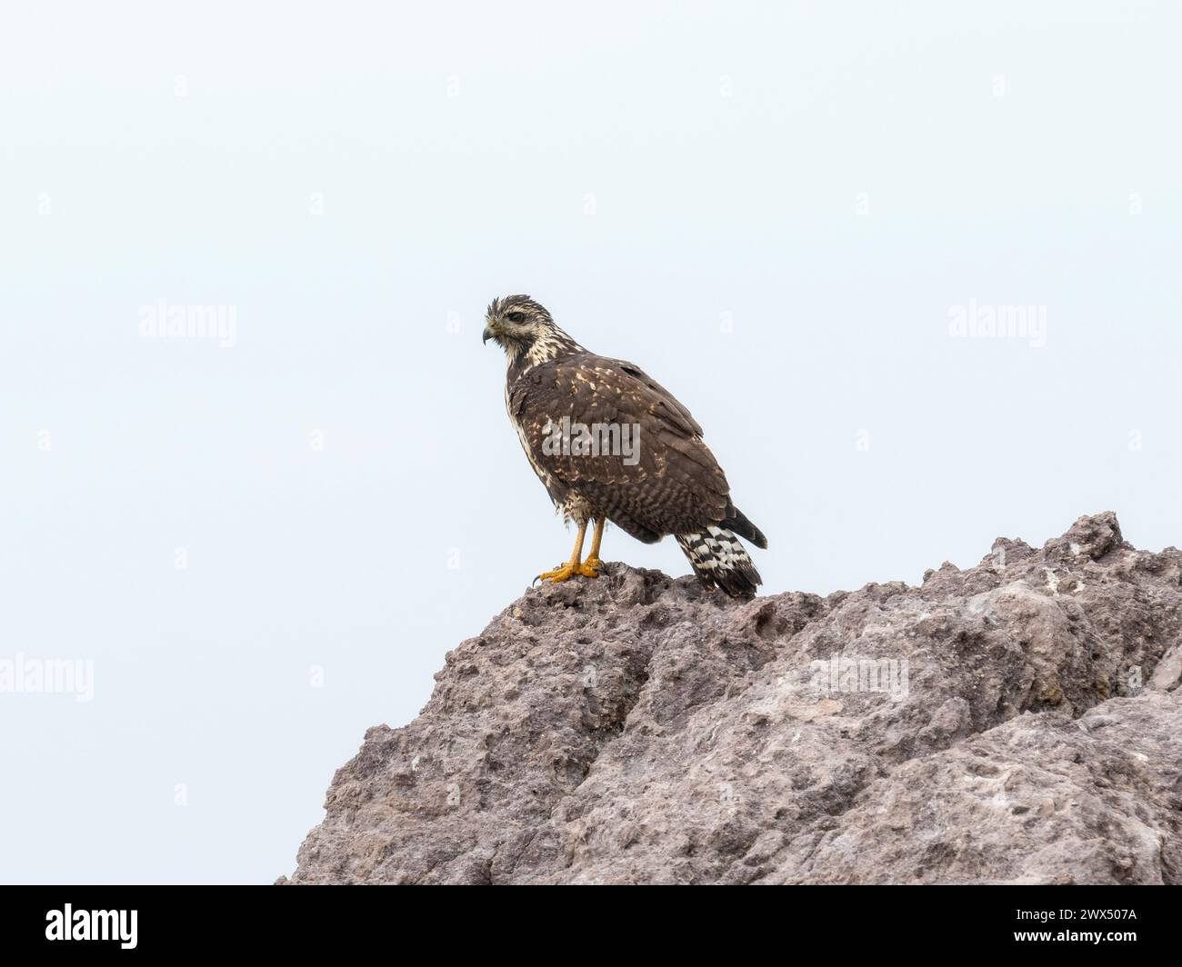 A common black hawk, scientifically known as Buteogallus anthracinus ...