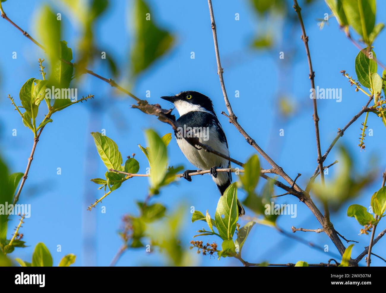 A Chinspot Batis (Batis molitor), black and white in color, sits atop a ...