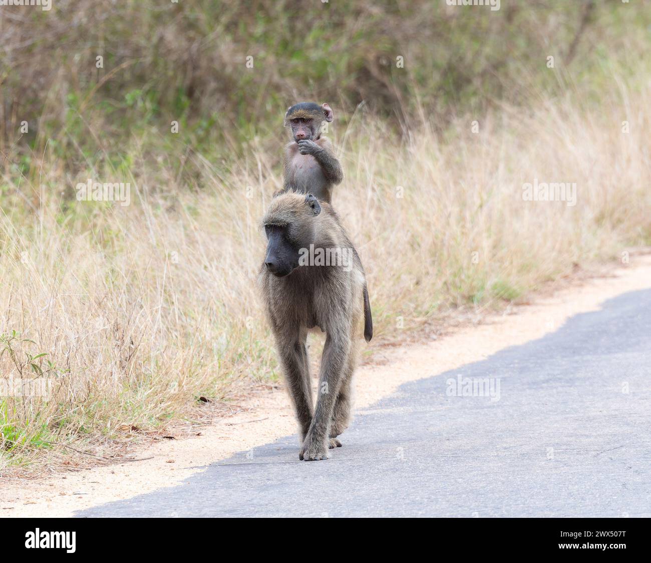 Chacma Baboon Papio ursinus Rese Carrying a baby Baboon on Back. The ...