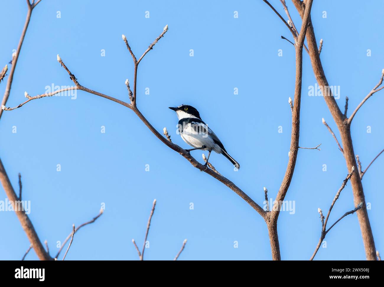 A Chinspot Batis bird, scientifically known as Batis molitor, is ...