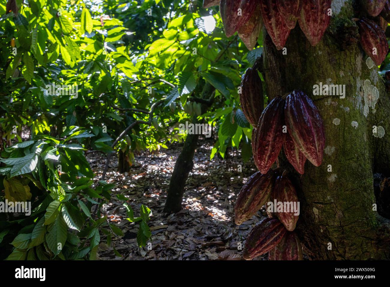 A red few cocoa pods hanging from the trunk of a cocoa tree Stock Photo ...