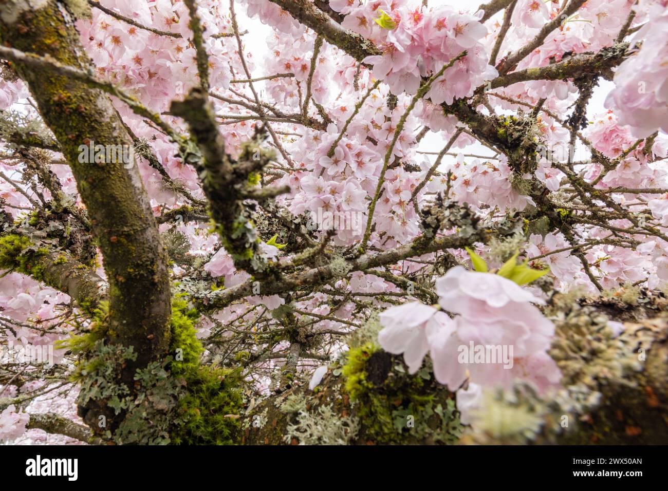 Seattle cherry blossoms hi-res stock photography and images - Alamy