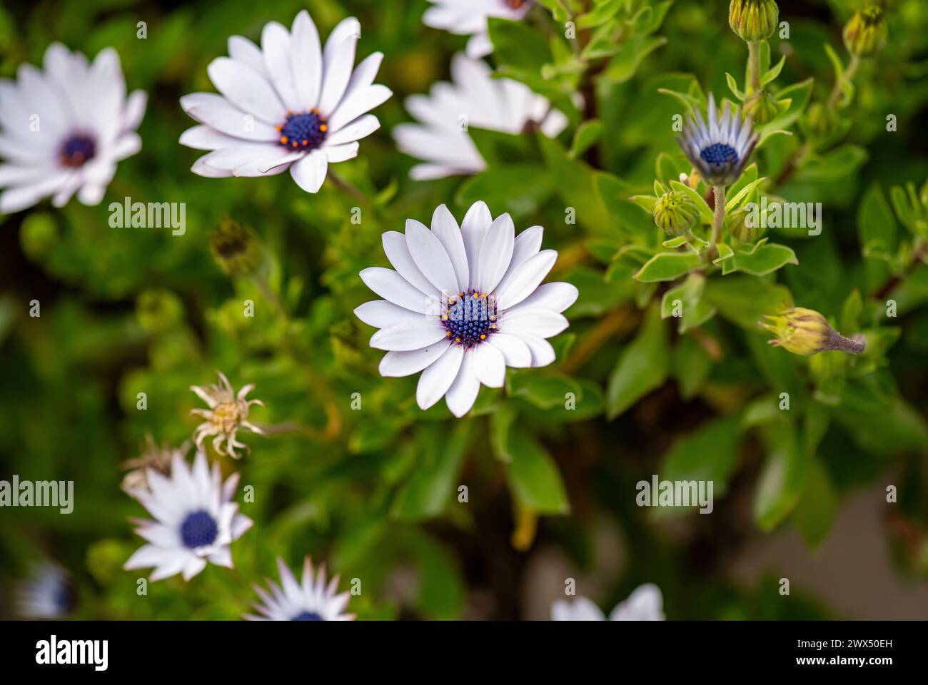 Dimorphotheca ecklonis (Cape marguerite) Osteospermum Spring flowers of ...