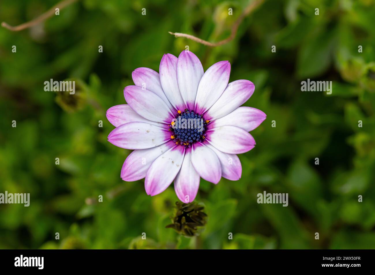 Dimorphotheca ecklonis (Cape marguerite) Osteospermum Spring flowers of ...
