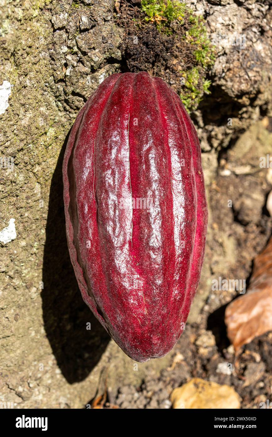 A red cocoa pod hanging from a cocoa tree in the sunlight Stock Photo ...
