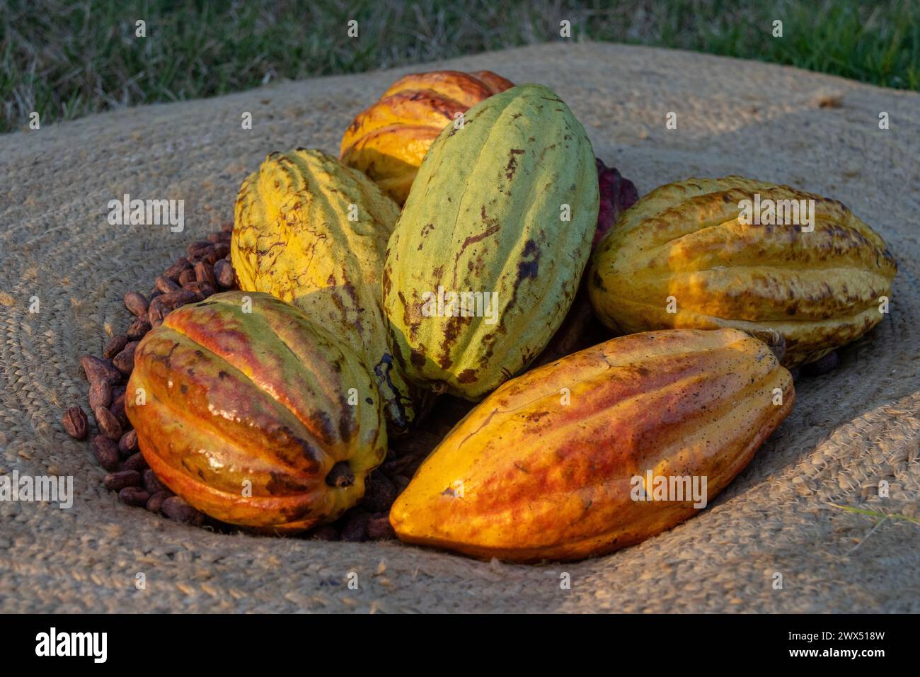 Red Green and yellow cocoa pods lying of some rush matting looking ...