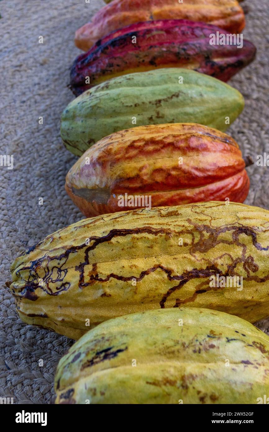 Yellow and green cocoa pods hi-res stock photography and images - Alamy
