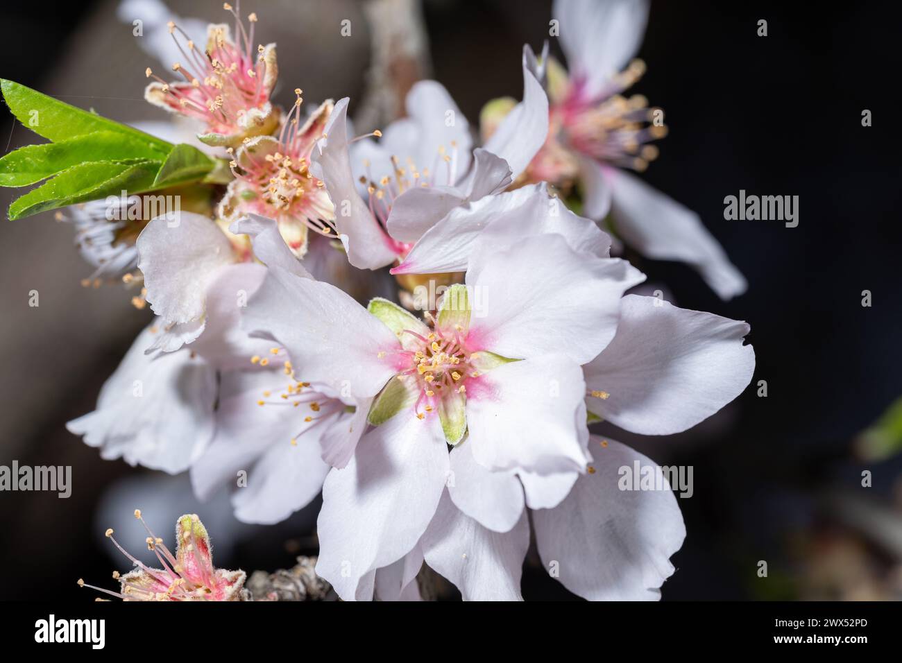 almond flower spring botanical nature Stock Photo - Alamy