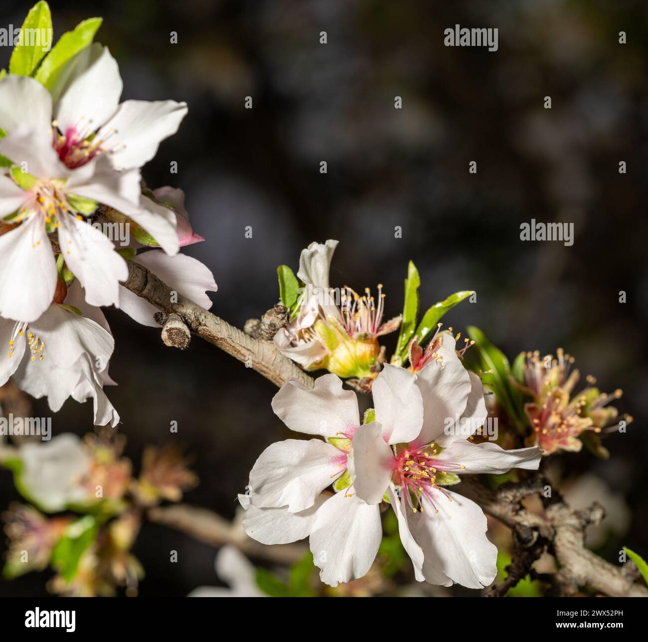 Almond breeze hi-res stock photography and images - Alamy