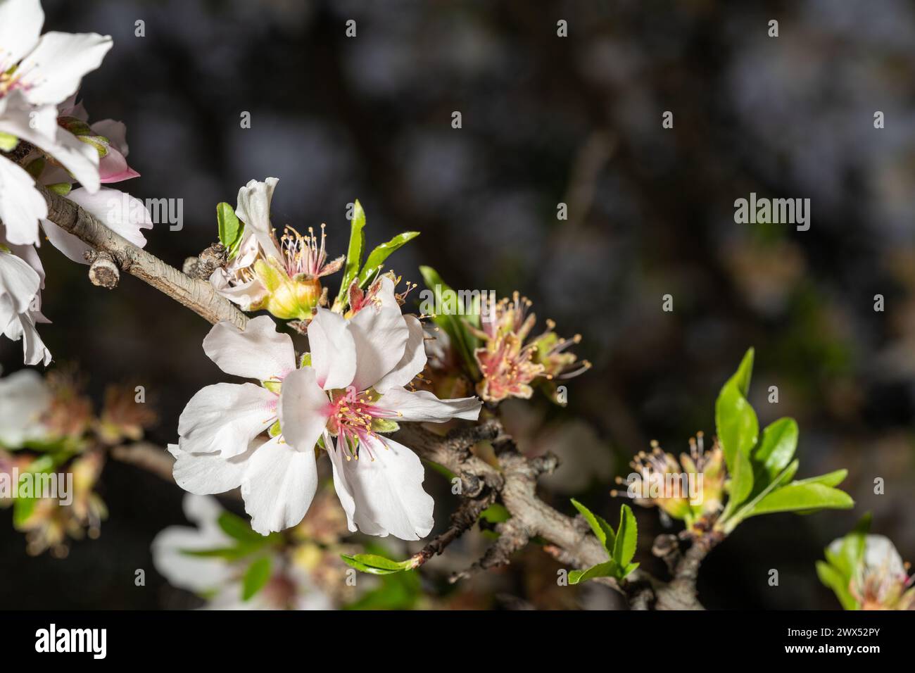 Spring blossoms in detail hi-res stock photography and images - Alamy