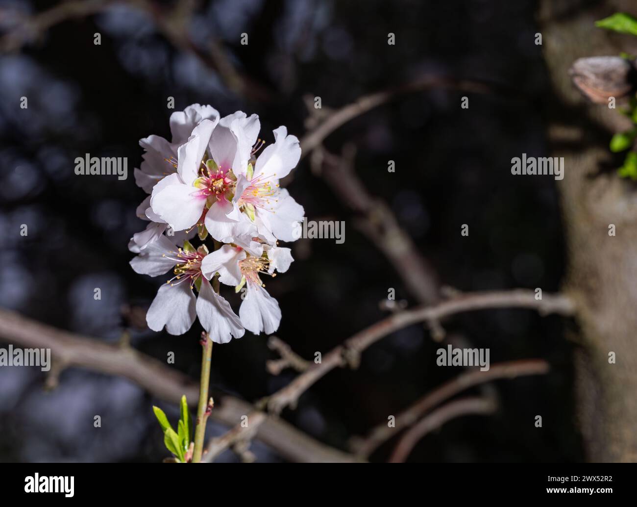 almond flower spring botanical nature Stock Photo - Alamy