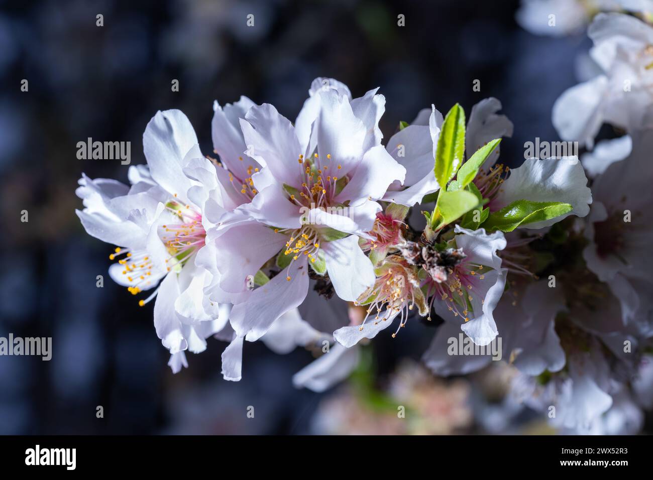 almond flower spring botanical nature Stock Photo - Alamy