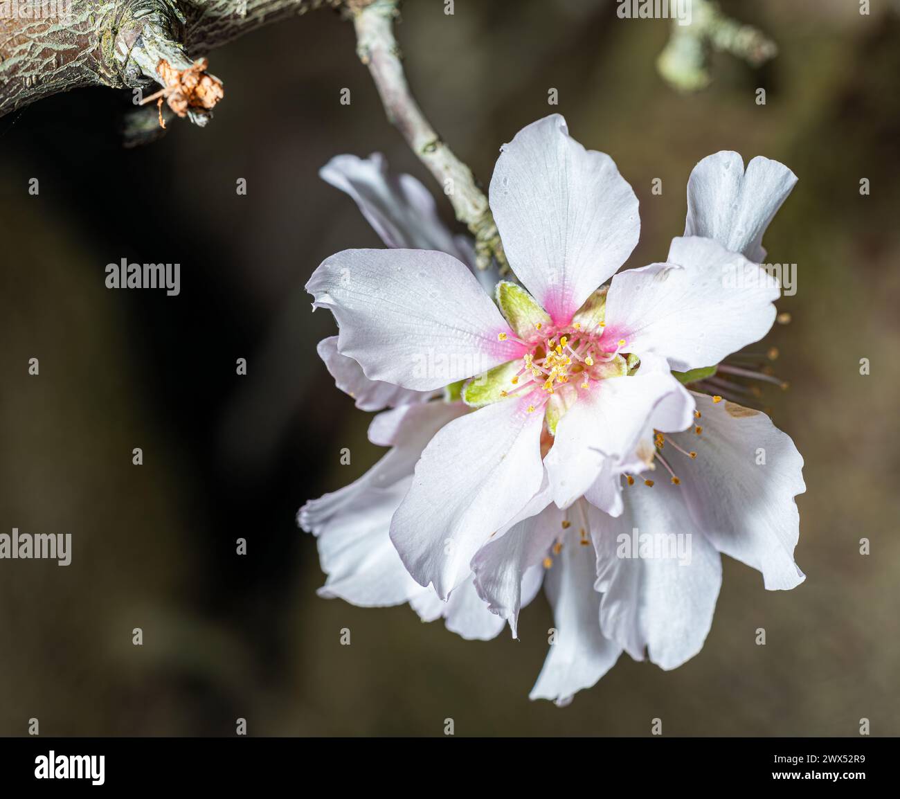 Almond breeze hi-res stock photography and images - Alamy