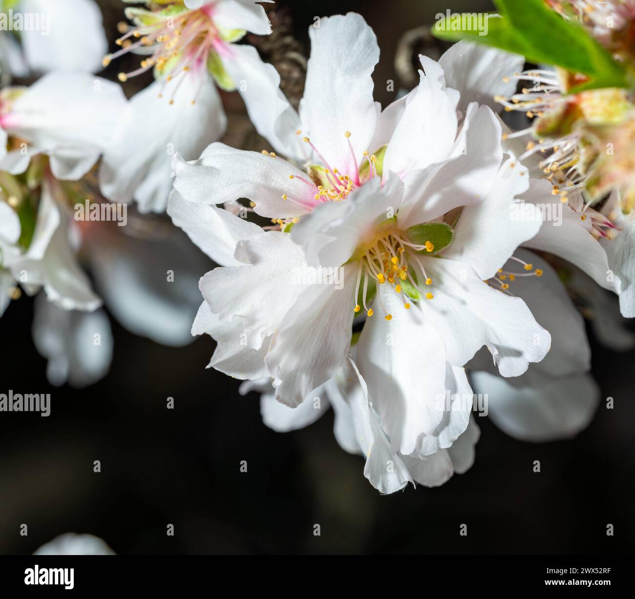 almond flower spring botanical nature Stock Photo - Alamy