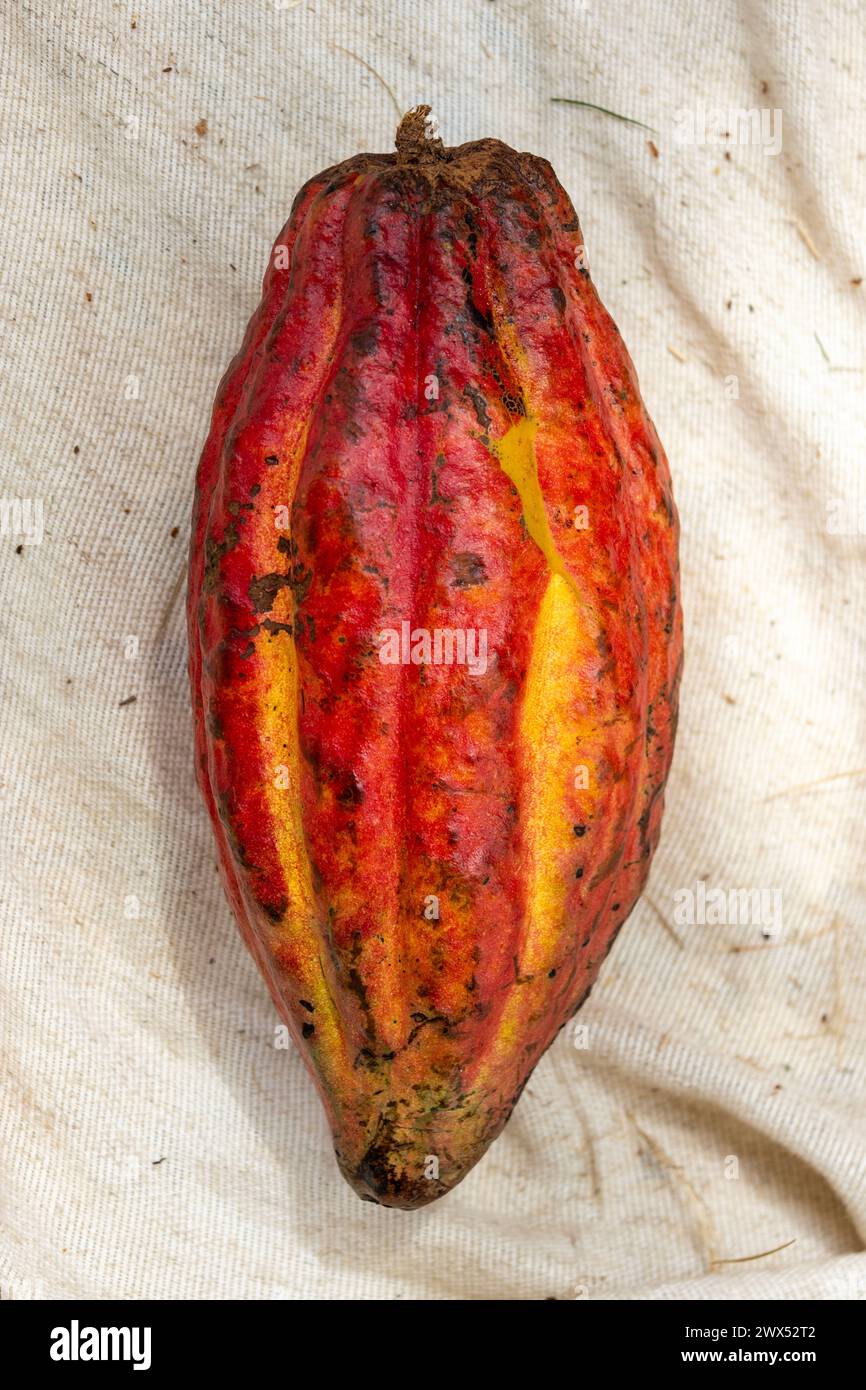 A beautiful red gold cocoa pod lying on a piece of hessian fabric Stock ...