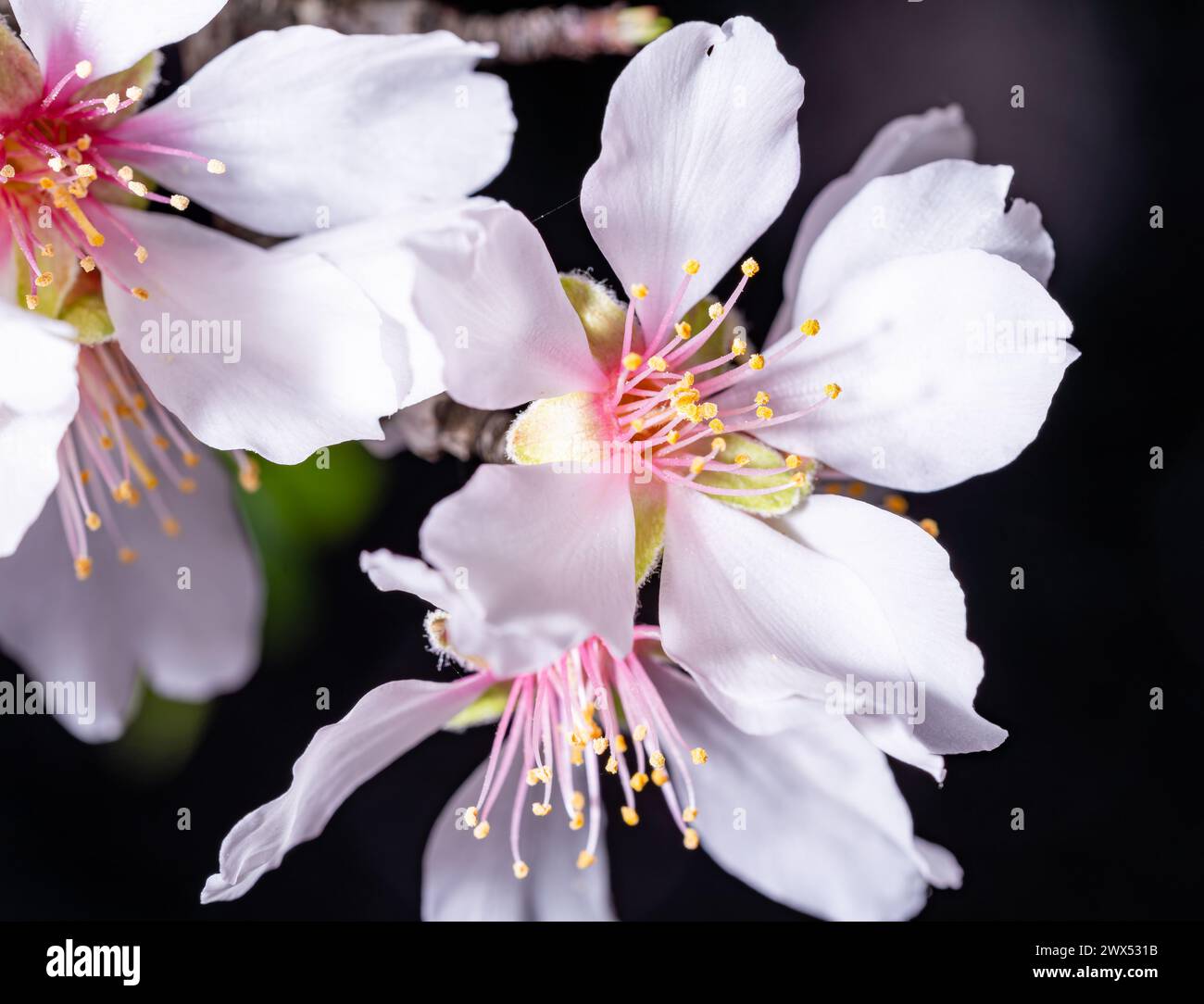 almond flower spring botanical nature Stock Photo - Alamy