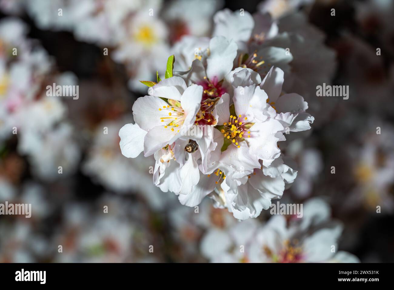 almond flower spring botanical nature Stock Photo - Alamy