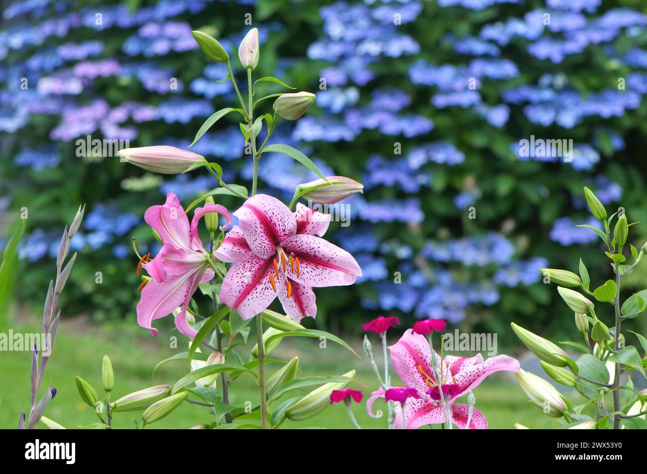 Stargazer Oriental Lily (Lilium orientalis 'Stargazer') - with a blue ...