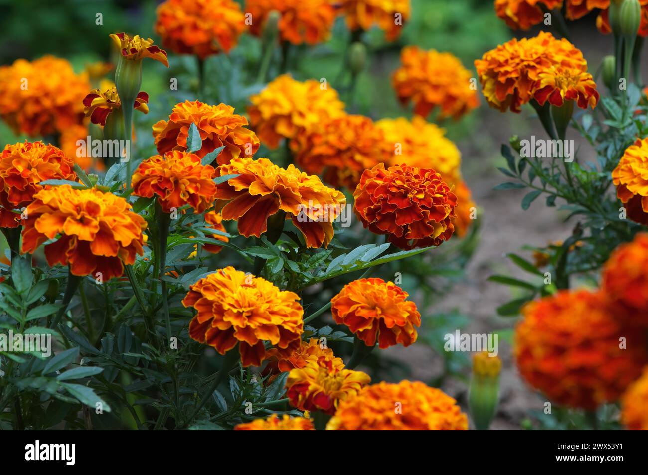 Marigold - Dwarf French Petite (Tagets patula) - mixture of red, yellow ...