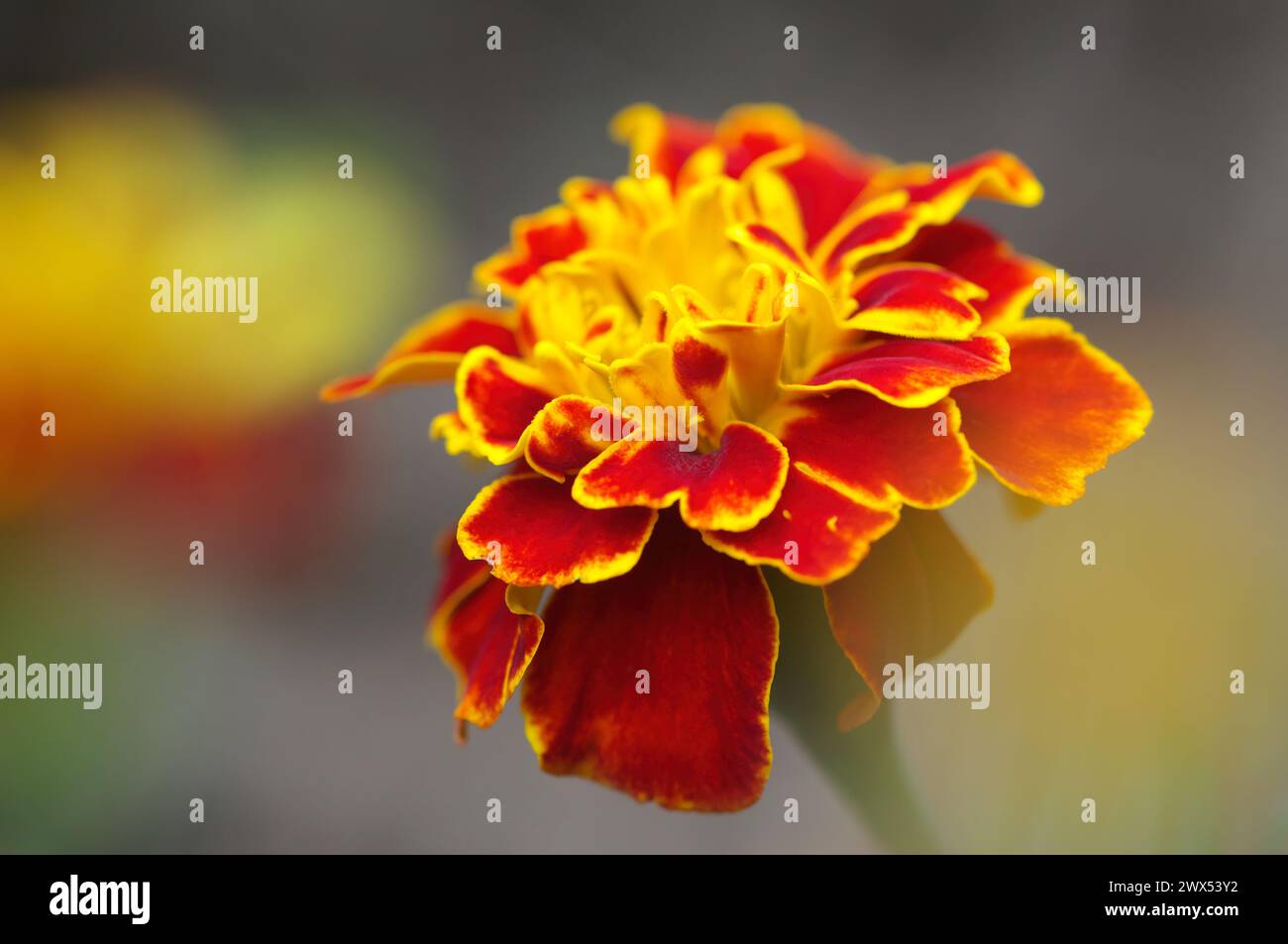 Dwarf french petite hi-res stock photography and images - Alamy