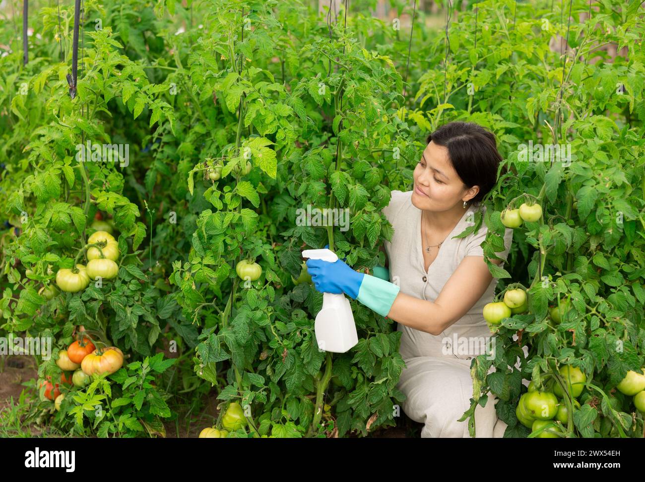 Spraying insecticide on tomato plants from bad insect pest infestation ...
