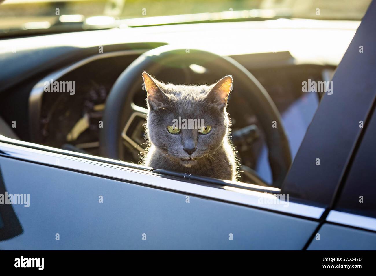 Curious cat sticking out the car window during travel close up portrait ...