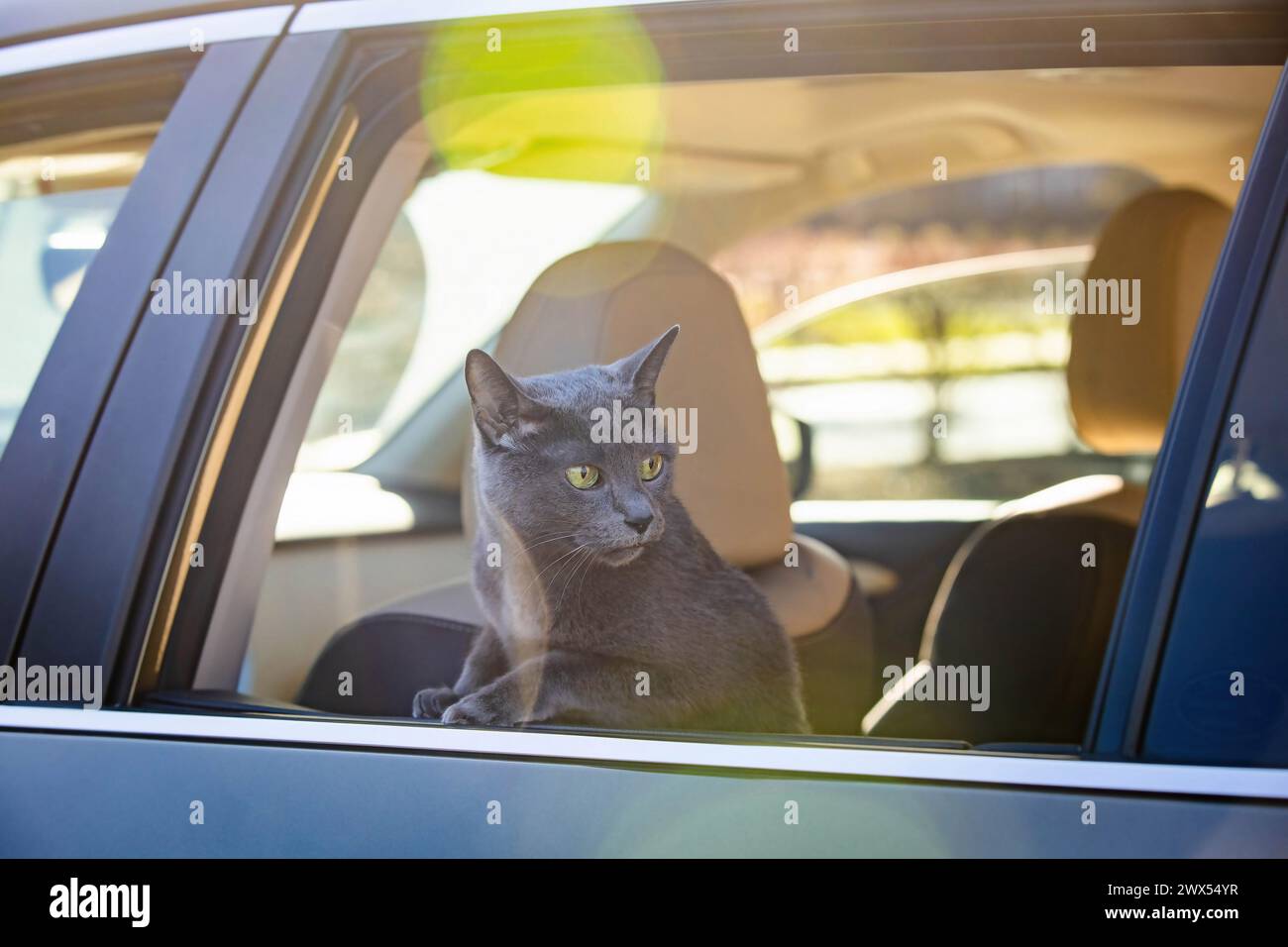Curious cat sticking out the car window during travel close up portrait ...