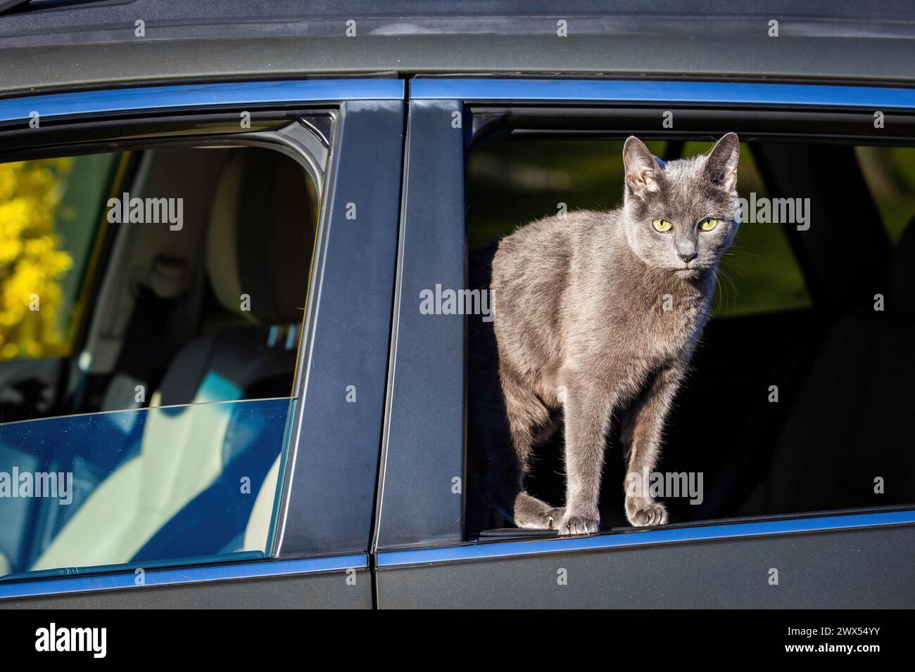 Curious cat sticking out the car window during travel close up portrait ...
