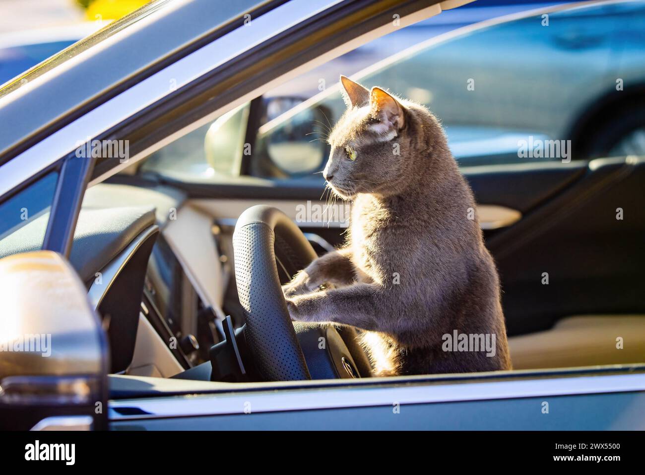 Close up cute cat portrait driving car with paws on the wheel on sunny ...