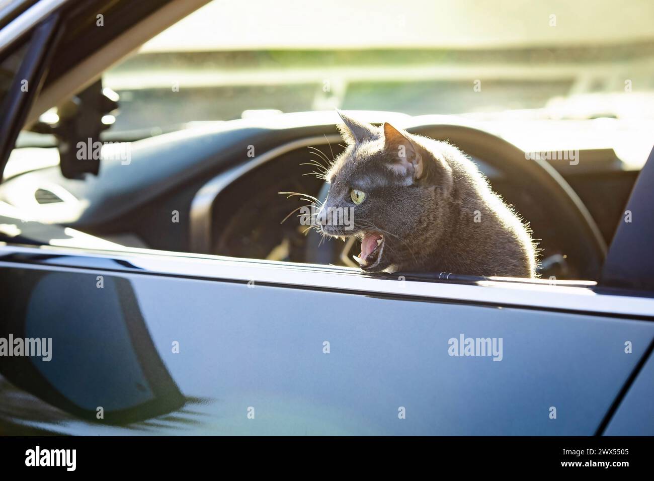 Angry cat domestic window hi-res stock photography and images - Alamy