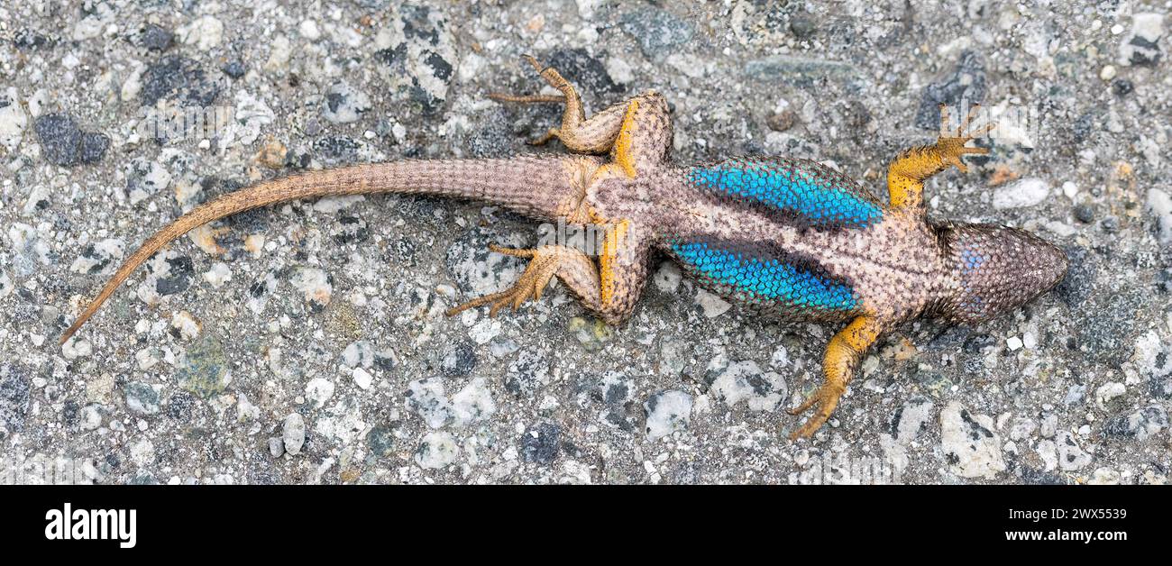 Western Fence Lizard (aka blue-belly) adult male playing dead after a ...