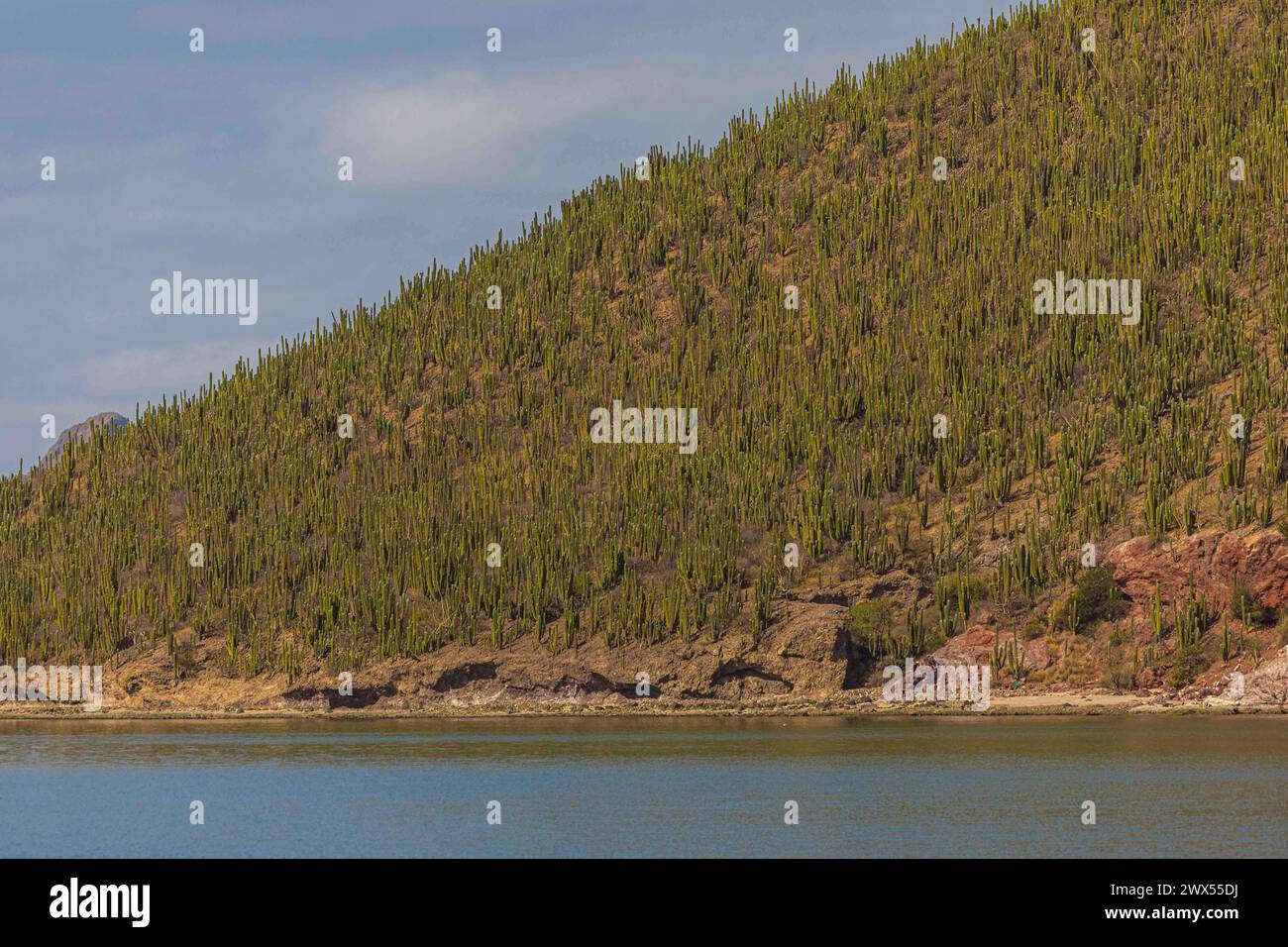 Almagre Grande Island with Pitahaya cactus, pitaya on the beach and ...