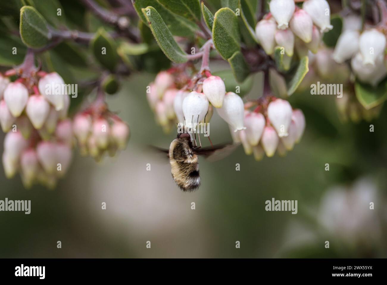 Greater stands hi-res stock photography and images - Alamy