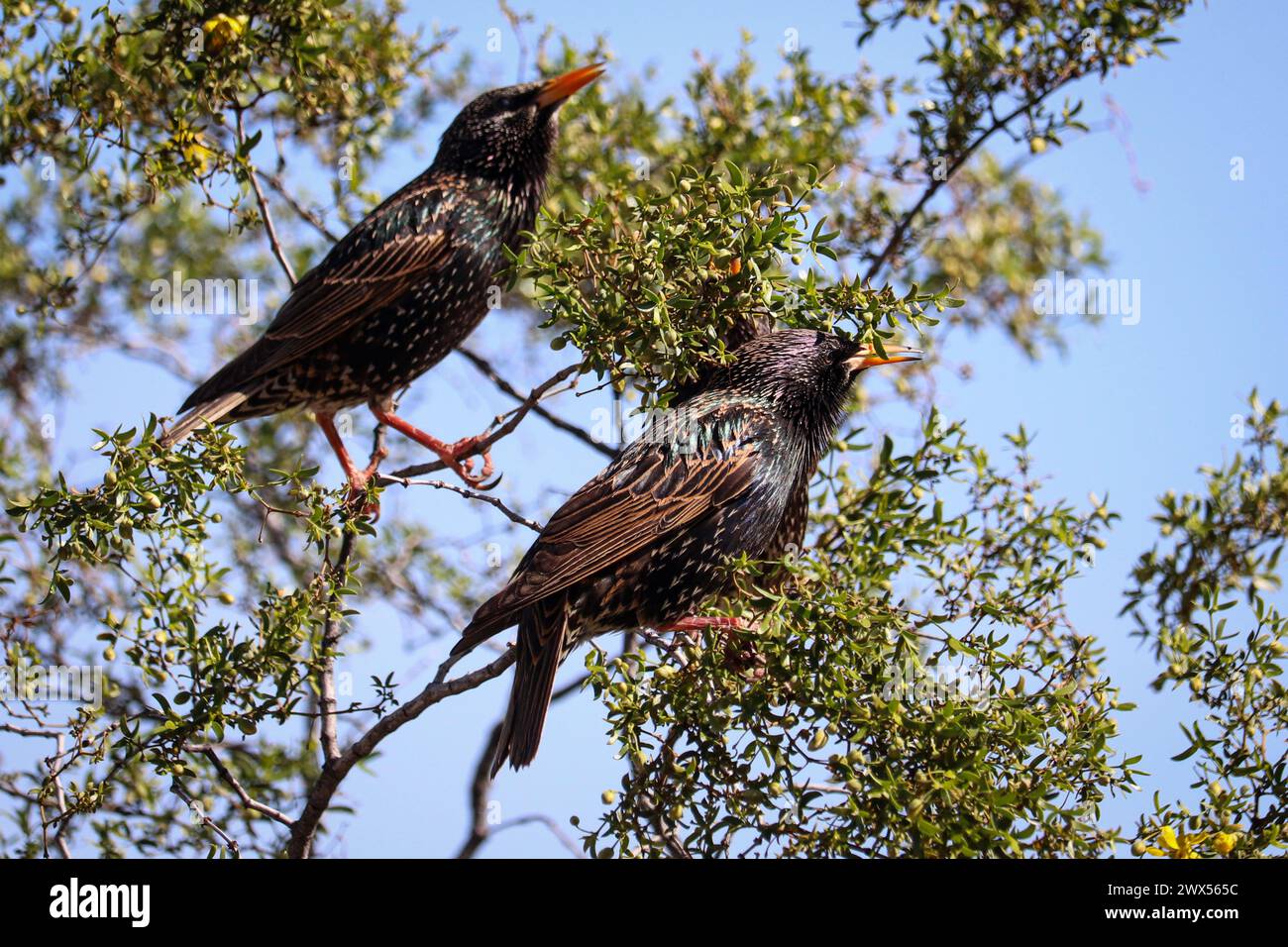 Small group of common starlings or Sturnus vulgaris singing in a ...