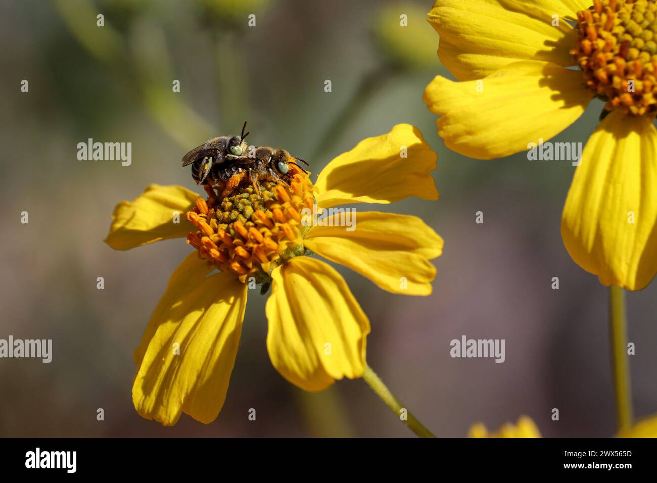Mining bees mating hi-res stock photography and images - Alamy