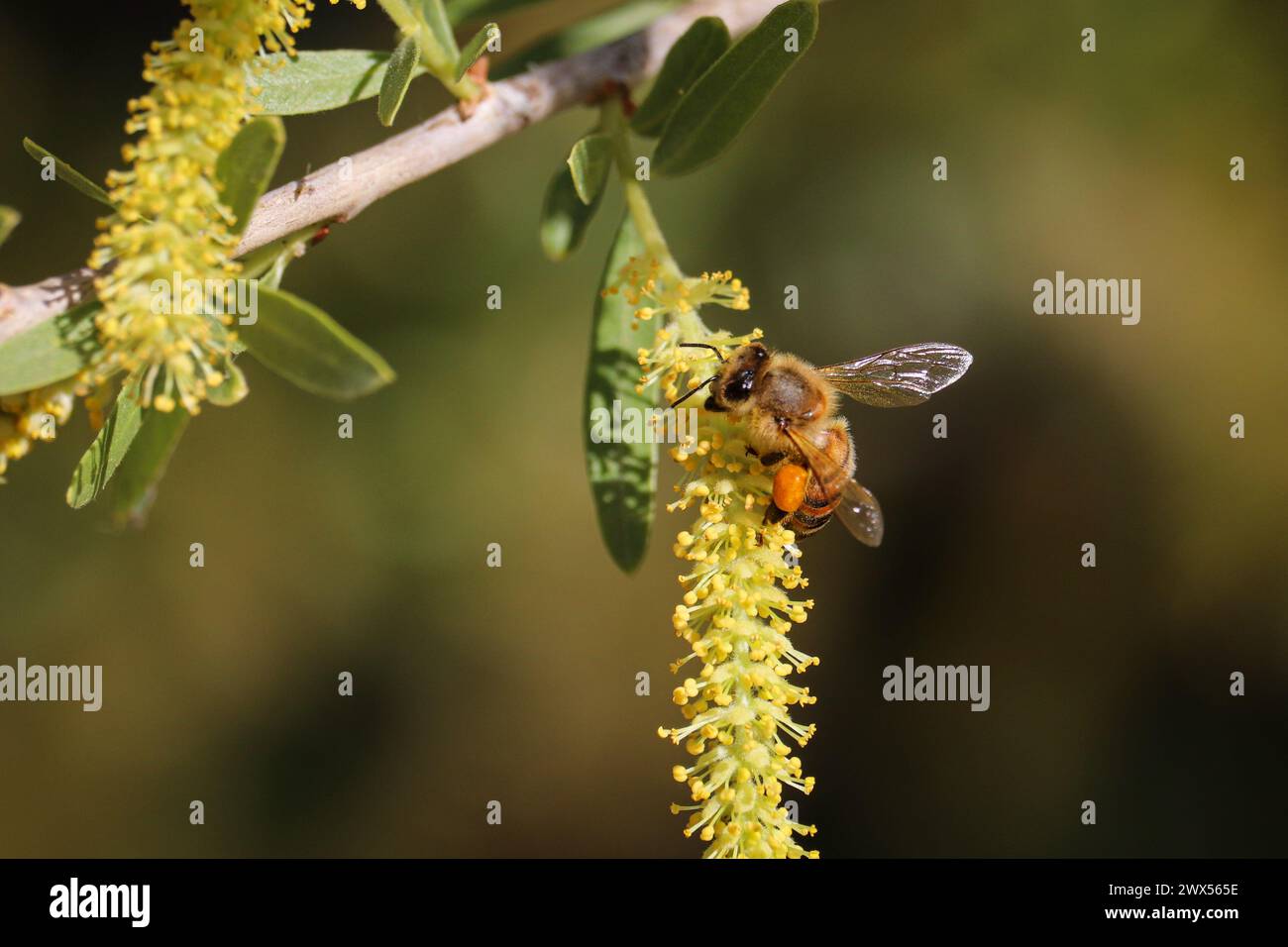 Honeybee or Apis mellifera feeding on mesquite blooms at the Riparian ...