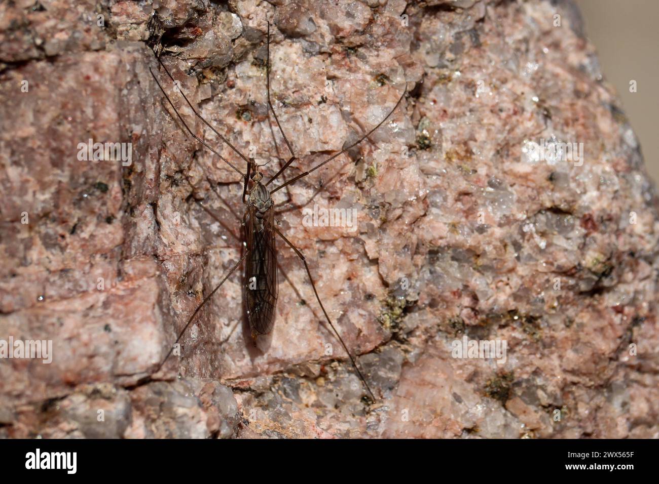 Crane fly insect perching on hi-res stock photography and images - Alamy