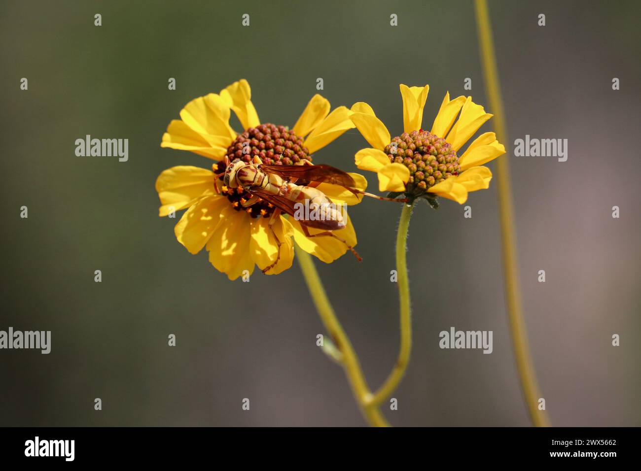 Golden Paper Wasp or Polistes aurifer feeding on a brittle bush flower ...