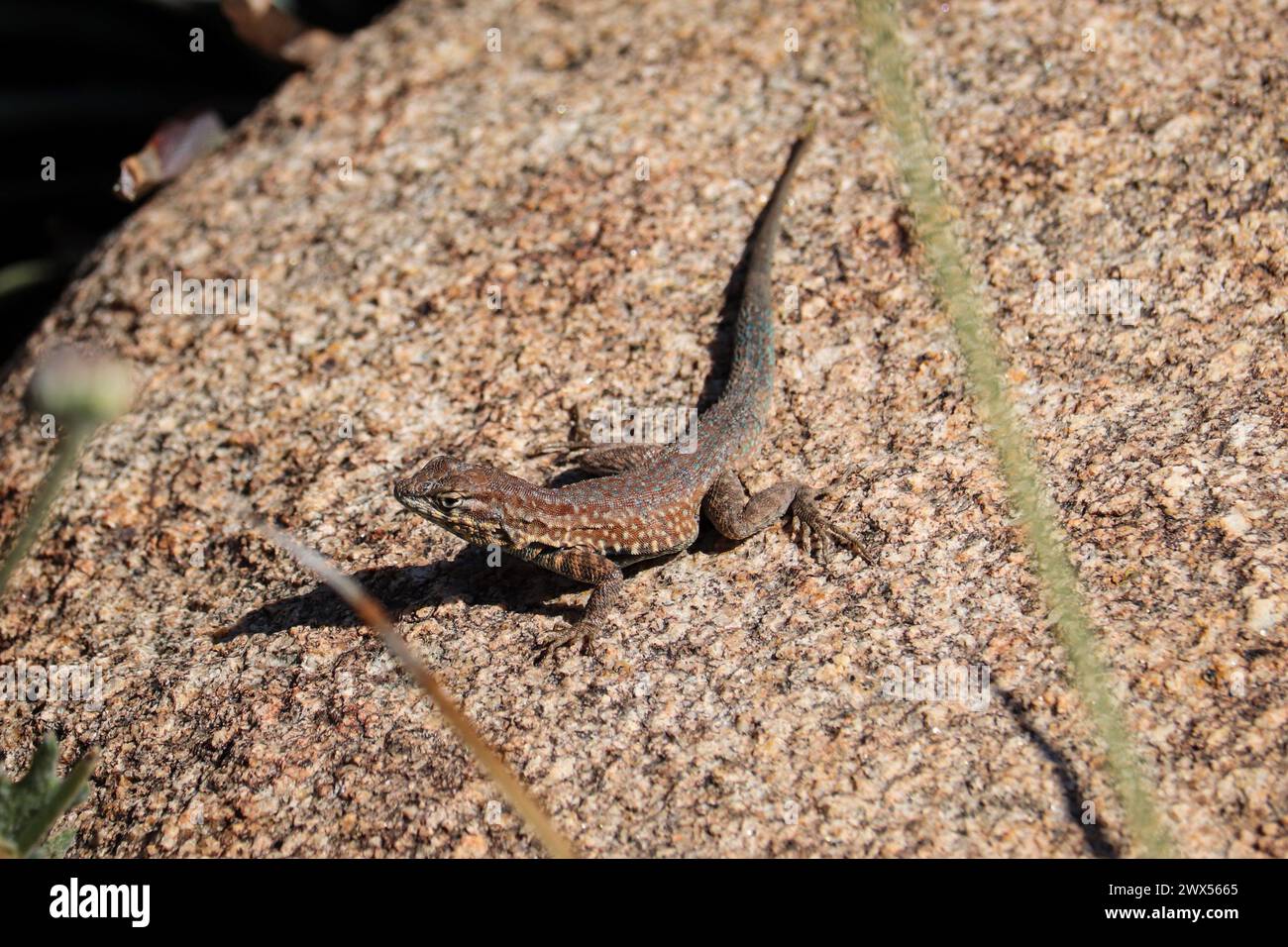 Common Side-blotched Lizard or Uta stansburiana resting on rock at the ...