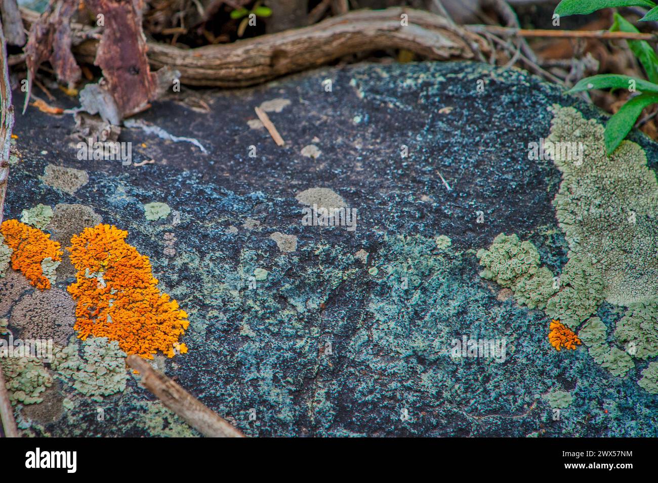 Microecosystems hi-res stock photography and images - Alamy