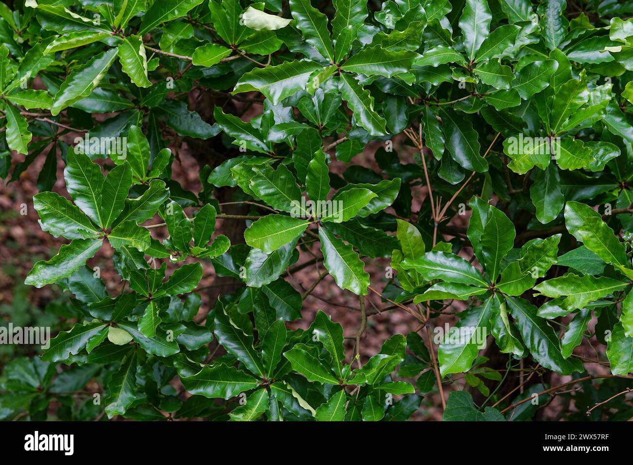 Green leaves of Indian Oak or Barringtonia acutangula tree, Close up ...