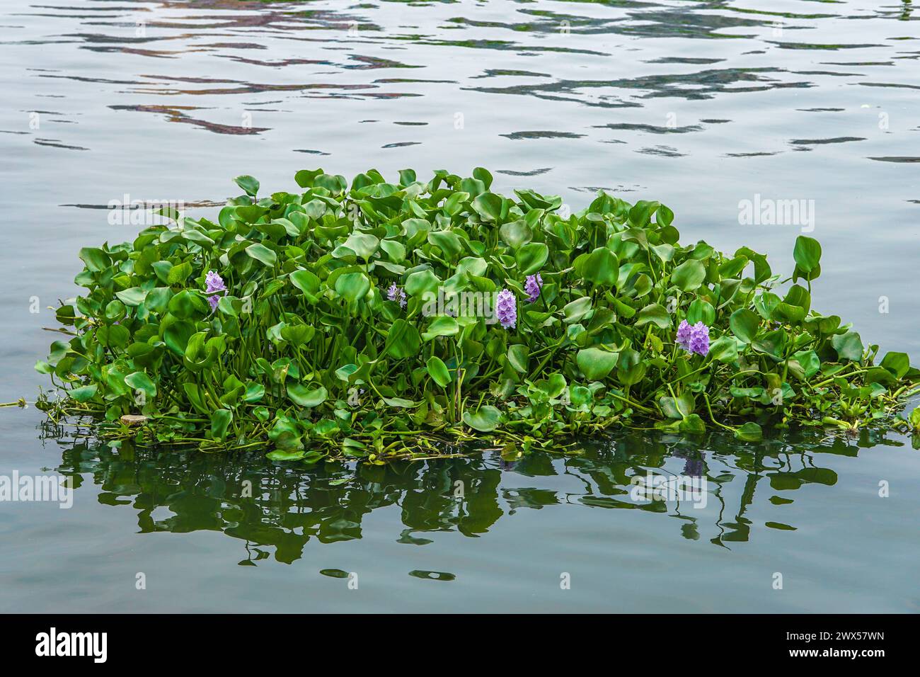 Common water hyacinth plants and flowers floating in the river ...
