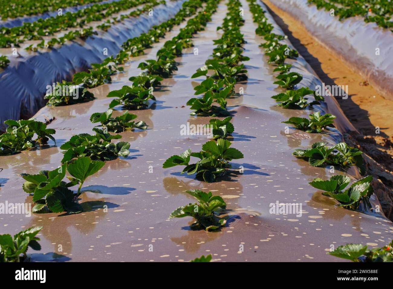 Agricultural field strawberry plants. Rows of plastic covered hills ...