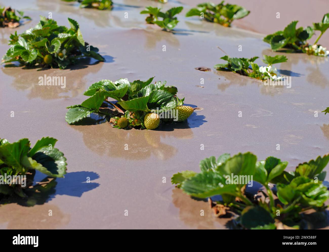 Agricultural field strawberry plants. Rows of plastic covered hills ...