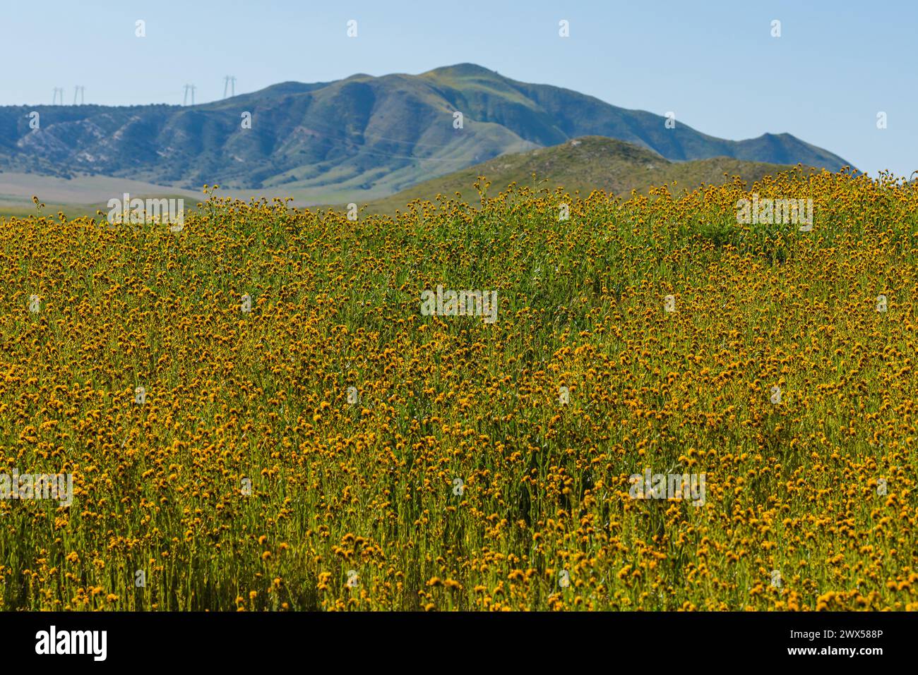 Super bloom of orange Fiddleneck near Soda Lake in Carrizo Plane ...