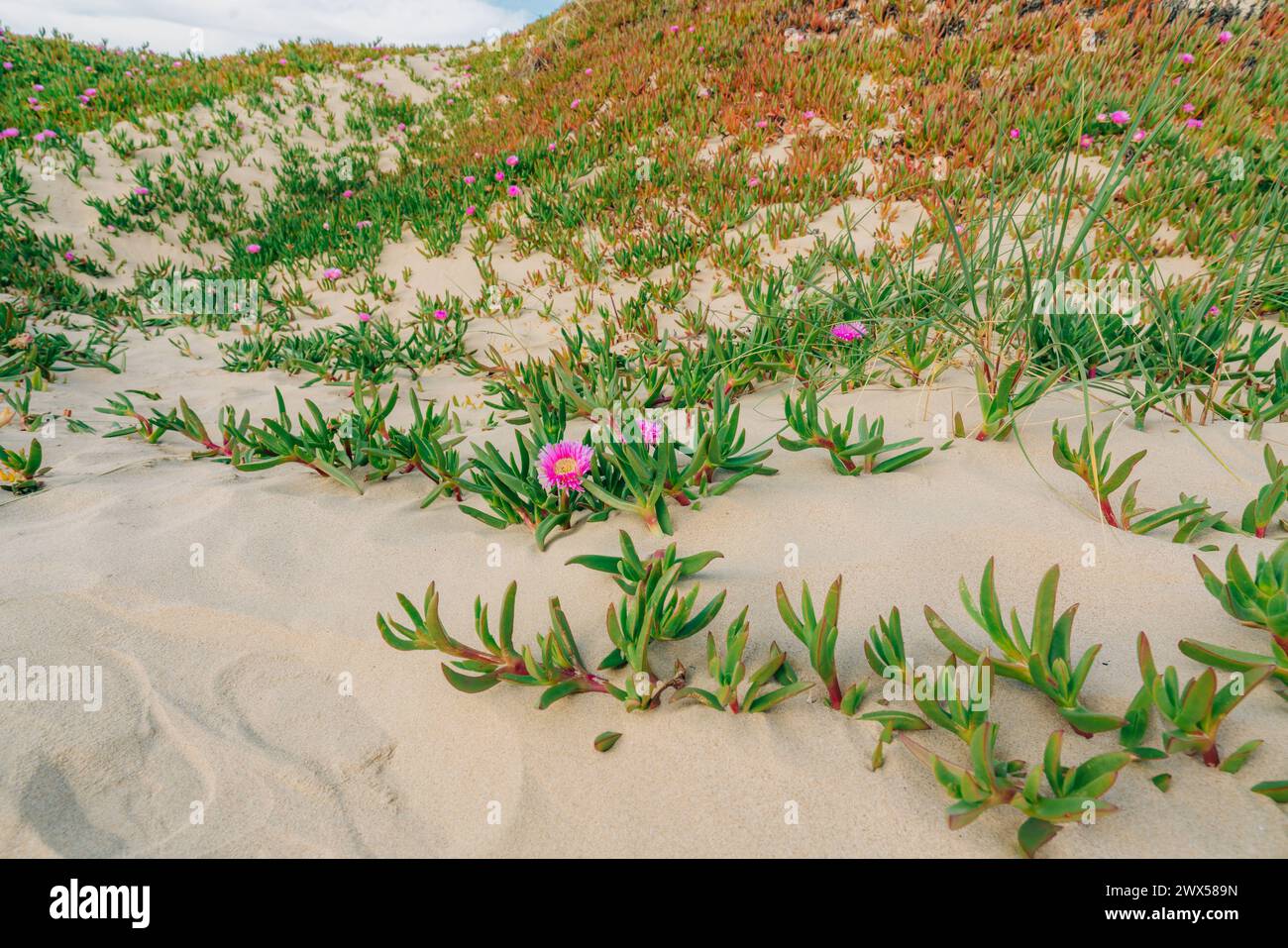 Sea fig or ice plant flowers blooming on the beach. Sand dunes and ...